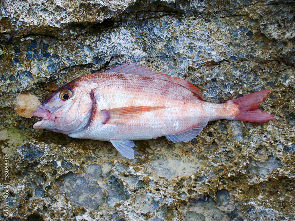 Foto Stock pagello fragolino | Adobe Stock