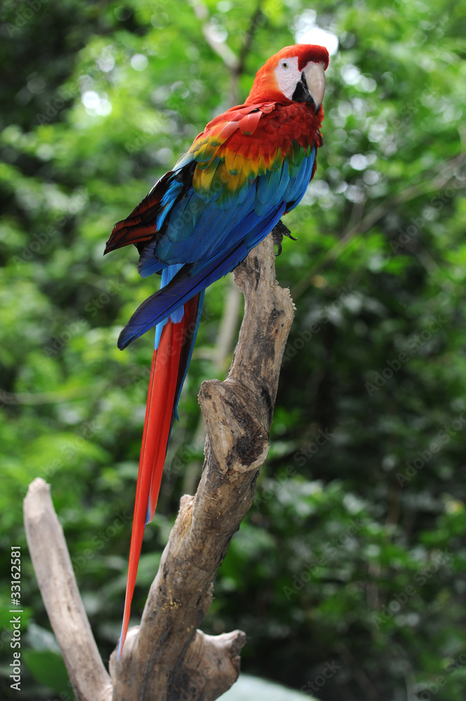 Papagallo arara Stock Photo | Adobe Stock