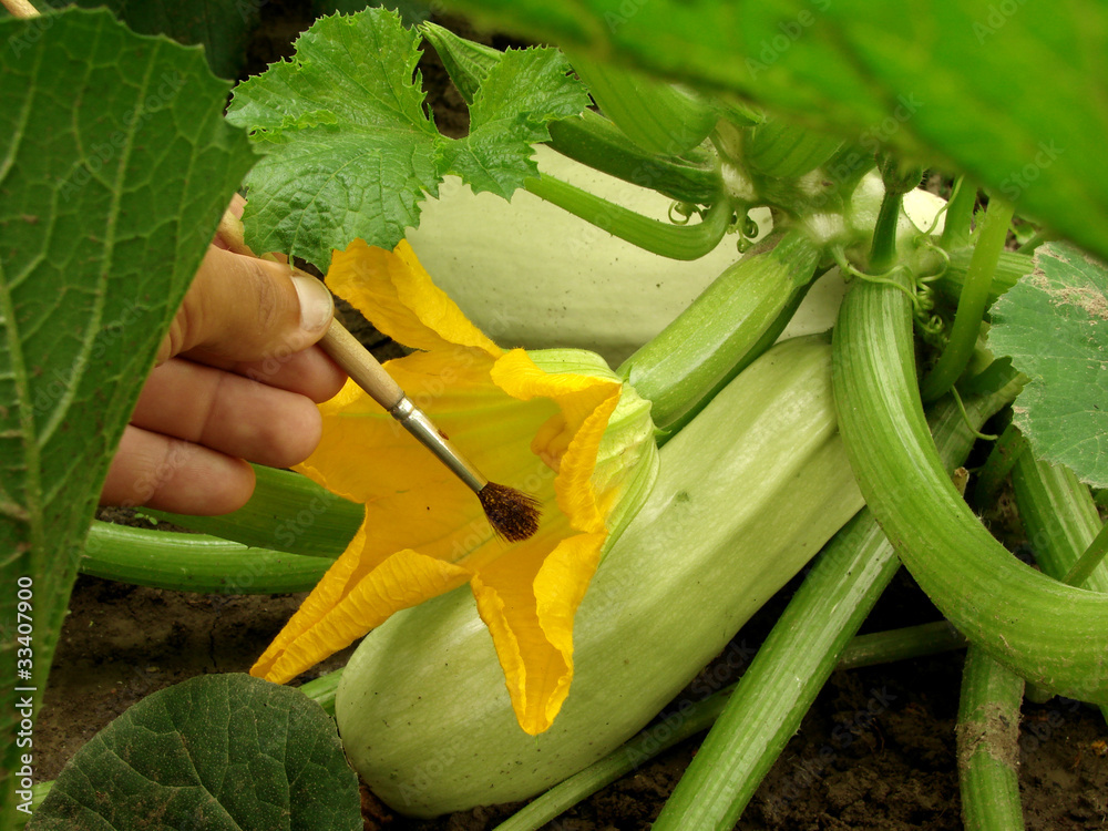 artificial pollination Stock Photo | Adobe Stock
