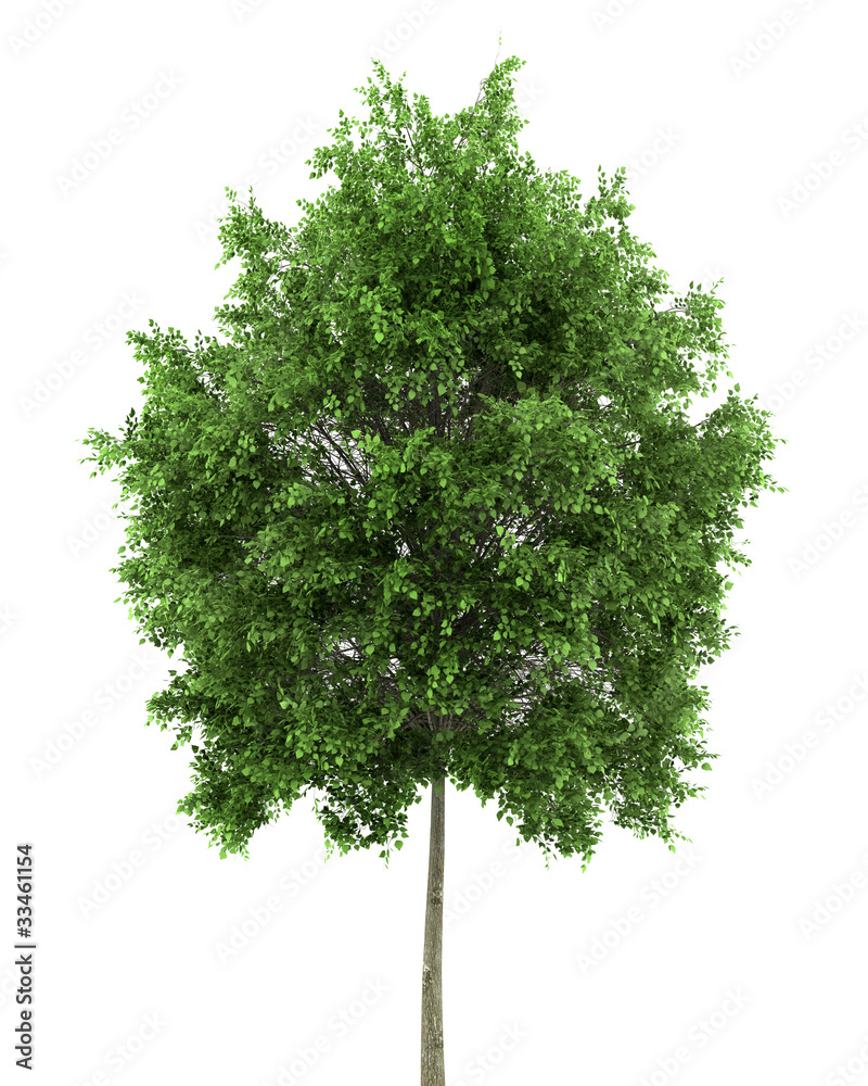 small-leaved lime tree isolated on white background Stock Photo | Adobe ...