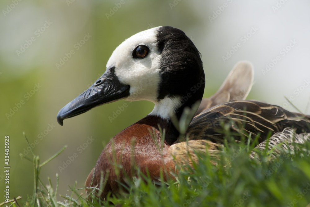 Pato sentado. foto de Stock | Adobe Stock