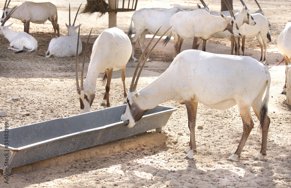 Arabian Oryx biting a metalic food receptacle to relieve itching Stock ...
