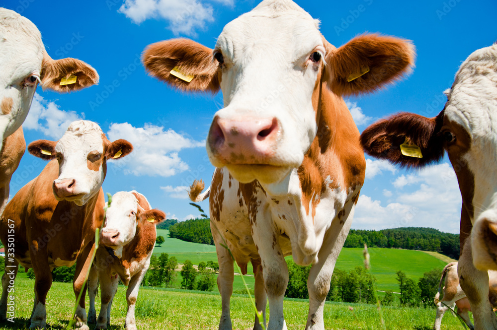 Simmental Cows Stock Photo | Adobe Stock
