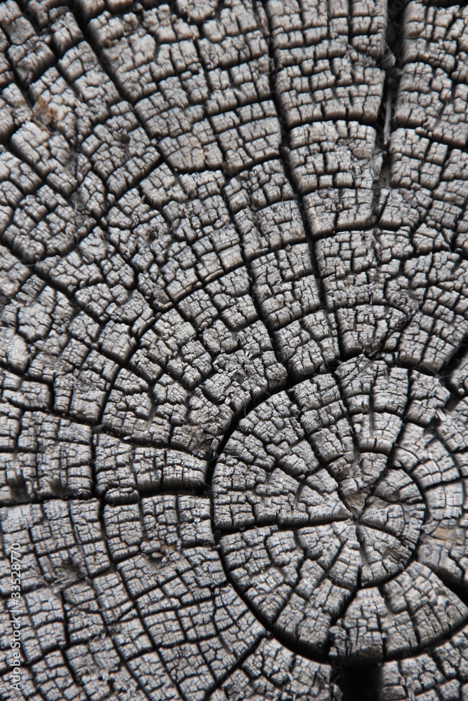 Спил старого дерева в качестве фона Stock Photo | Adobe Stock