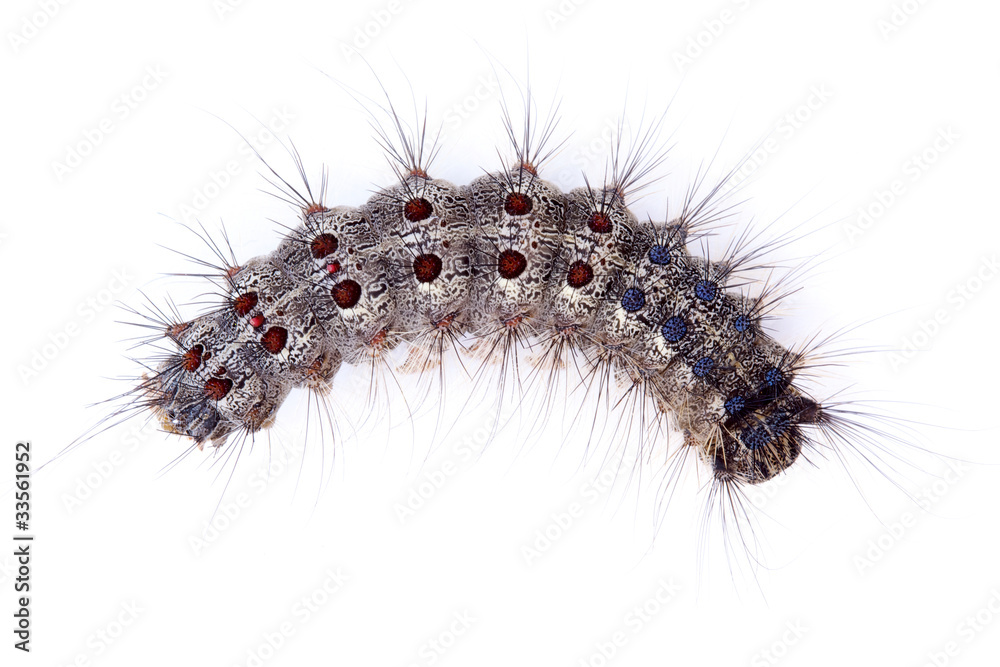 Gypsy moth caterpillar (Lymantria Dispar) isolated on white Stock Photo ...