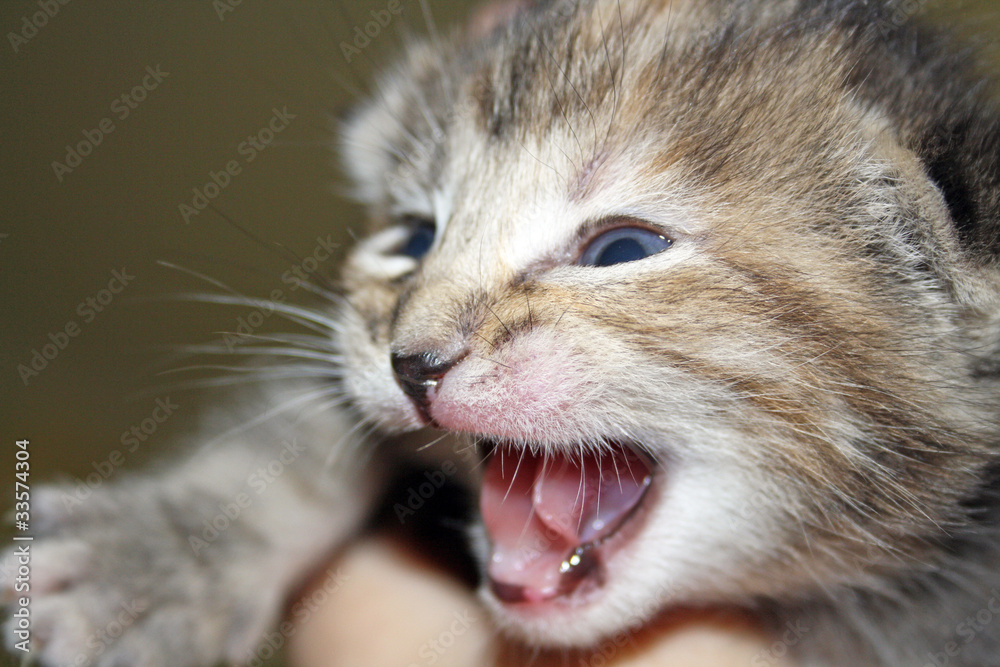 Baby Kitten Crying