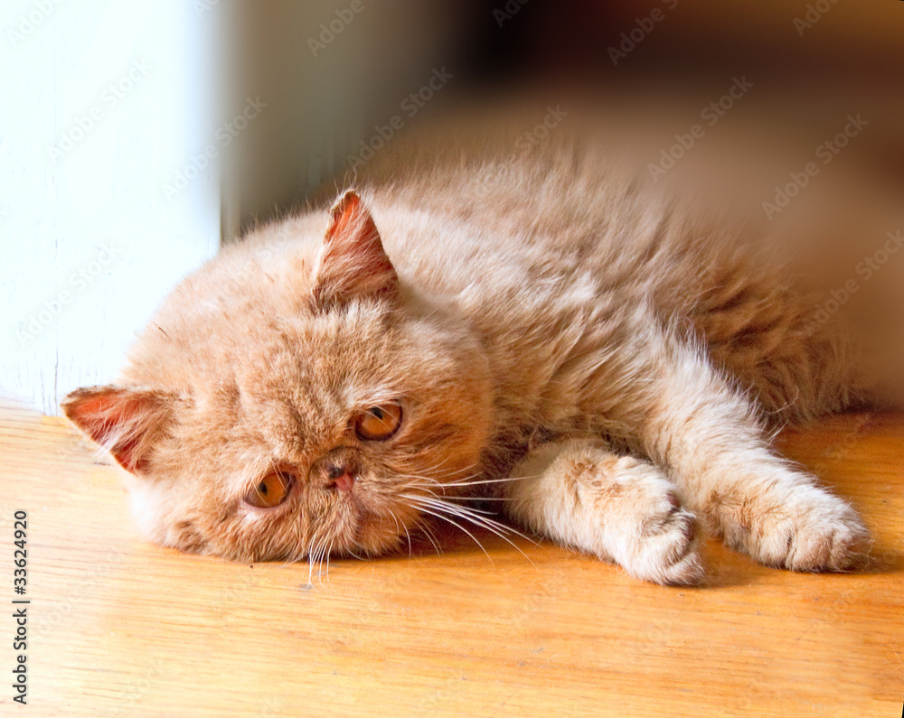Poor cat laying on the floor Stock Photo | Adobe Stock