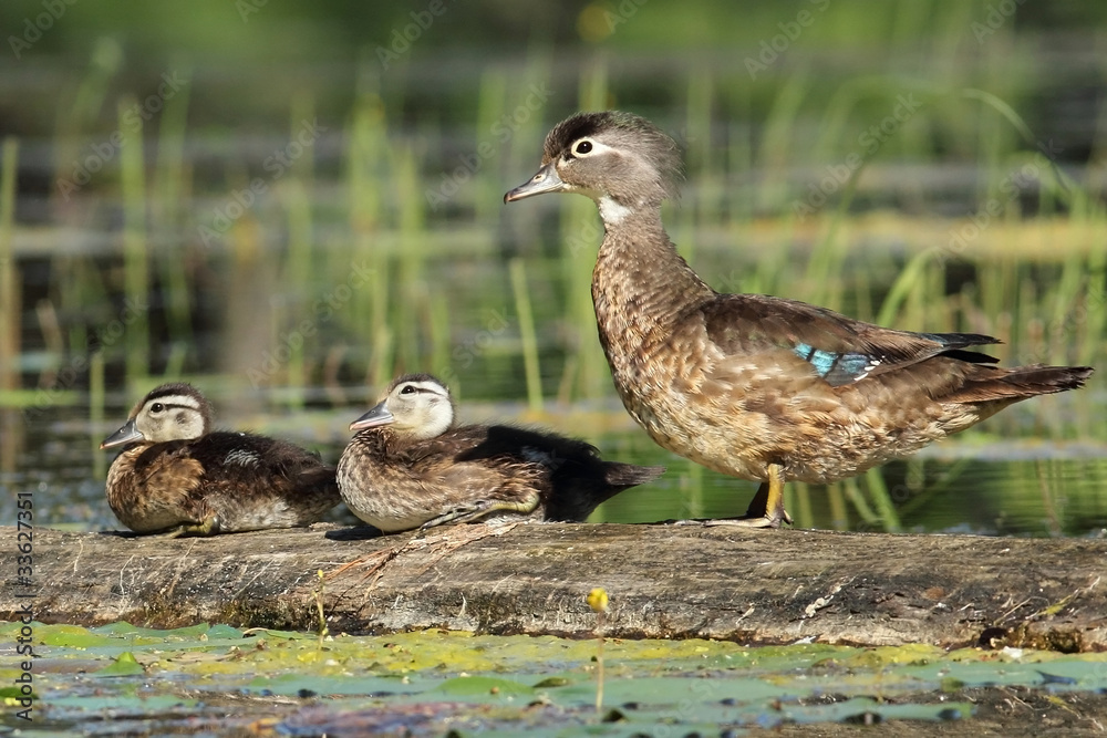 Hen Wood Duck
