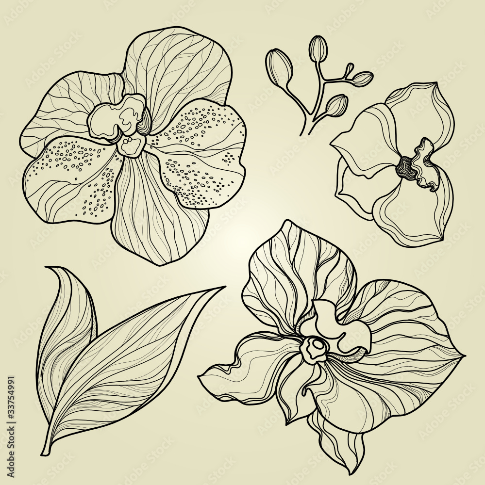 Set of floral orchid design elements Stock Vector | Adobe Stock