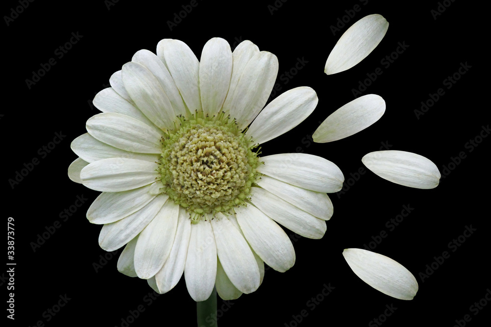 Daisy with falling petals on black background Stock Photo | Adobe Stock