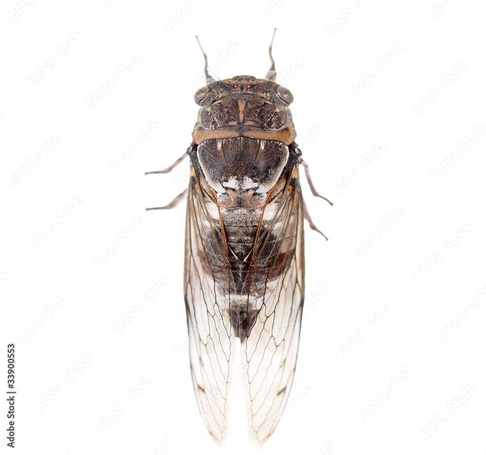 cicada isolated on white background Stock Photo | Adobe Stock