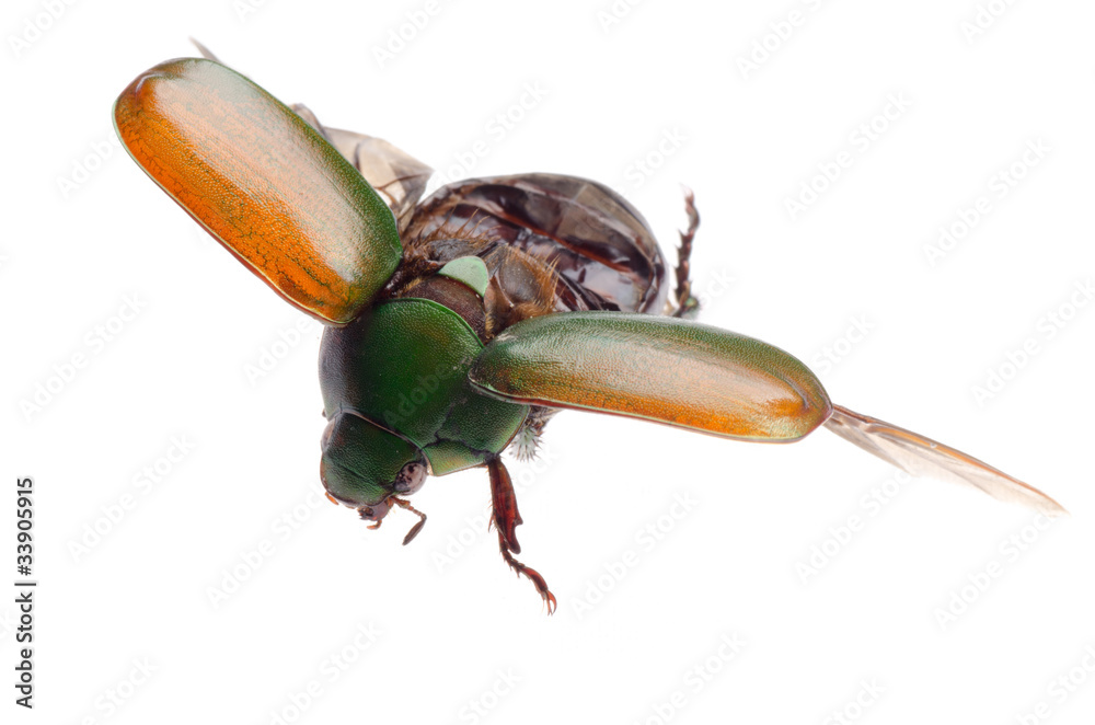 Scarab Beetle Flying
