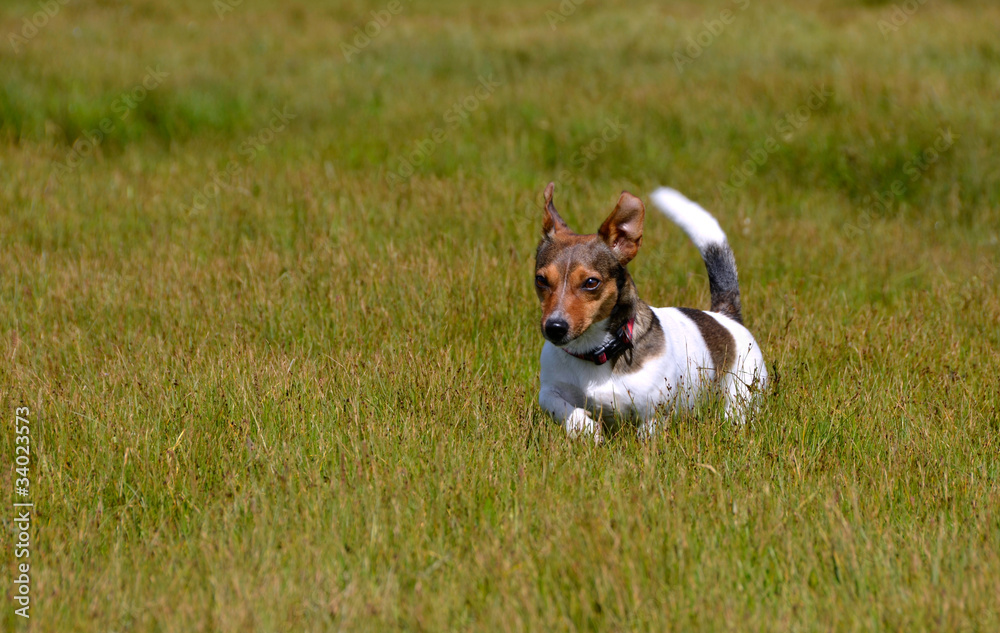 Jack Russell Terrier Running in the Grass Field Stock-Foto | Adobe Stock