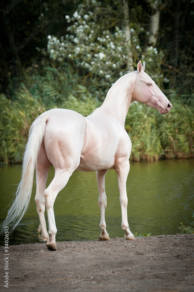 Cremello Akhal-teke stallion portrait Stock Photo | Adobe Stock
