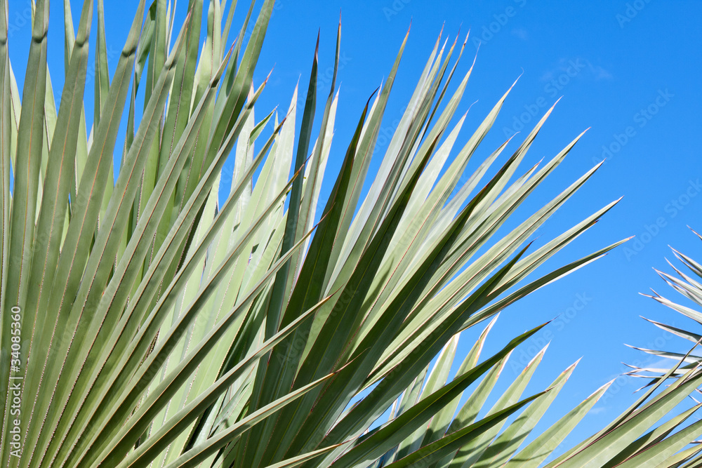 feuille latanier, île de la Réunion foto de Stock | Adobe Stock