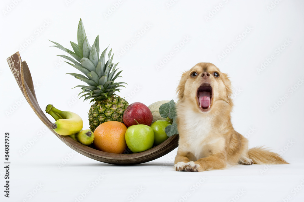 Hund und Obst Stock-Foto | Adobe Stock