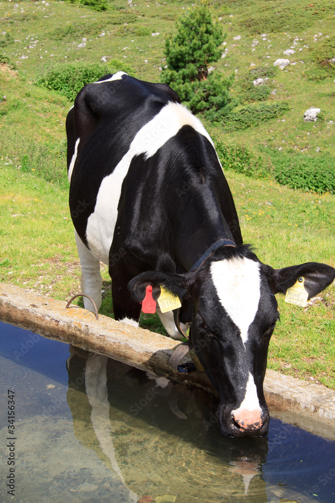 mucca che beve - alpe di Cisles - Val Gardena Stock Photo | Adobe Stock