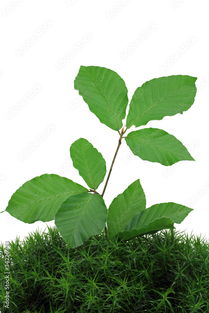 buchenbaum im moos Stock-Foto | Adobe Stock