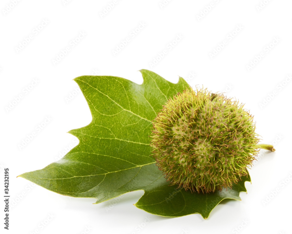 Frucht einer Platane Stock-Foto | Adobe Stock