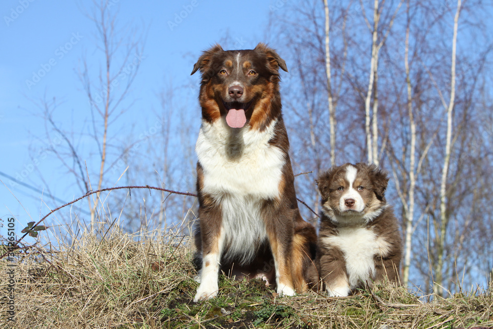 How Are Australian Shepherds With Babies
