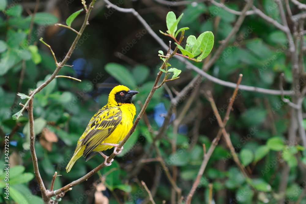 Bélier. Stock Photo | Adobe Stock