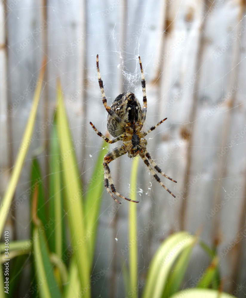 Spider On Web Stock Photo | Adobe Stock