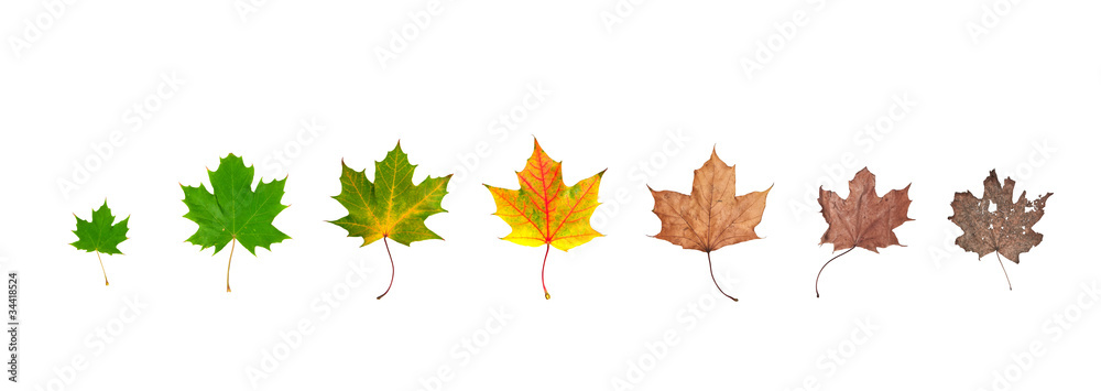 life cycle of leaf Stock Photo | Adobe Stock
