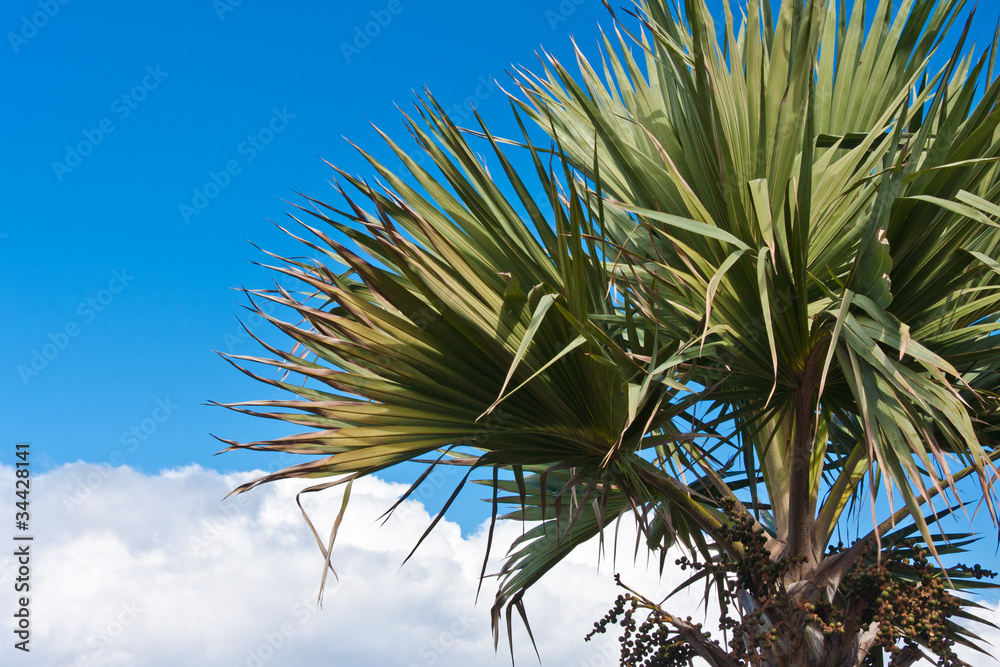 latanier Réunion, palmier endémique, Latania lontaroides Photos | Adobe ...