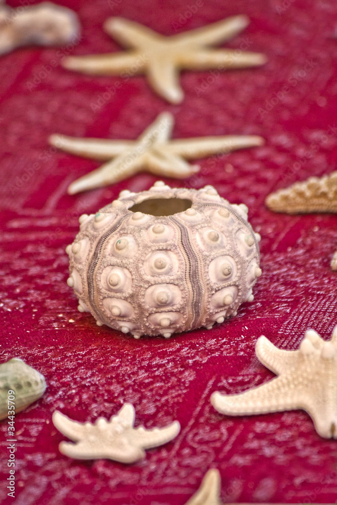 Foto De Erizo Y Estrellas De Mar Do Stock Adobe Stock