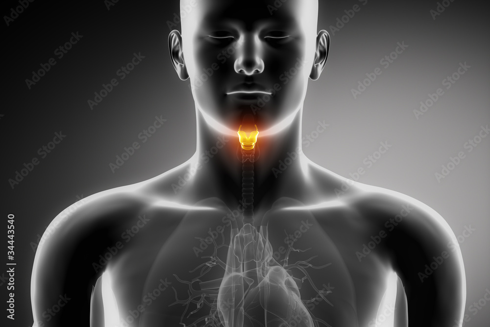 Human larynx anatomy Stock Illustration | Adobe Stock