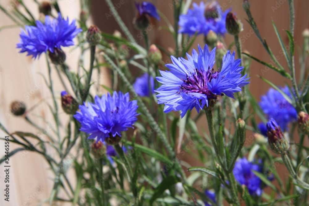 Blume Stock Photo | Adobe Stock