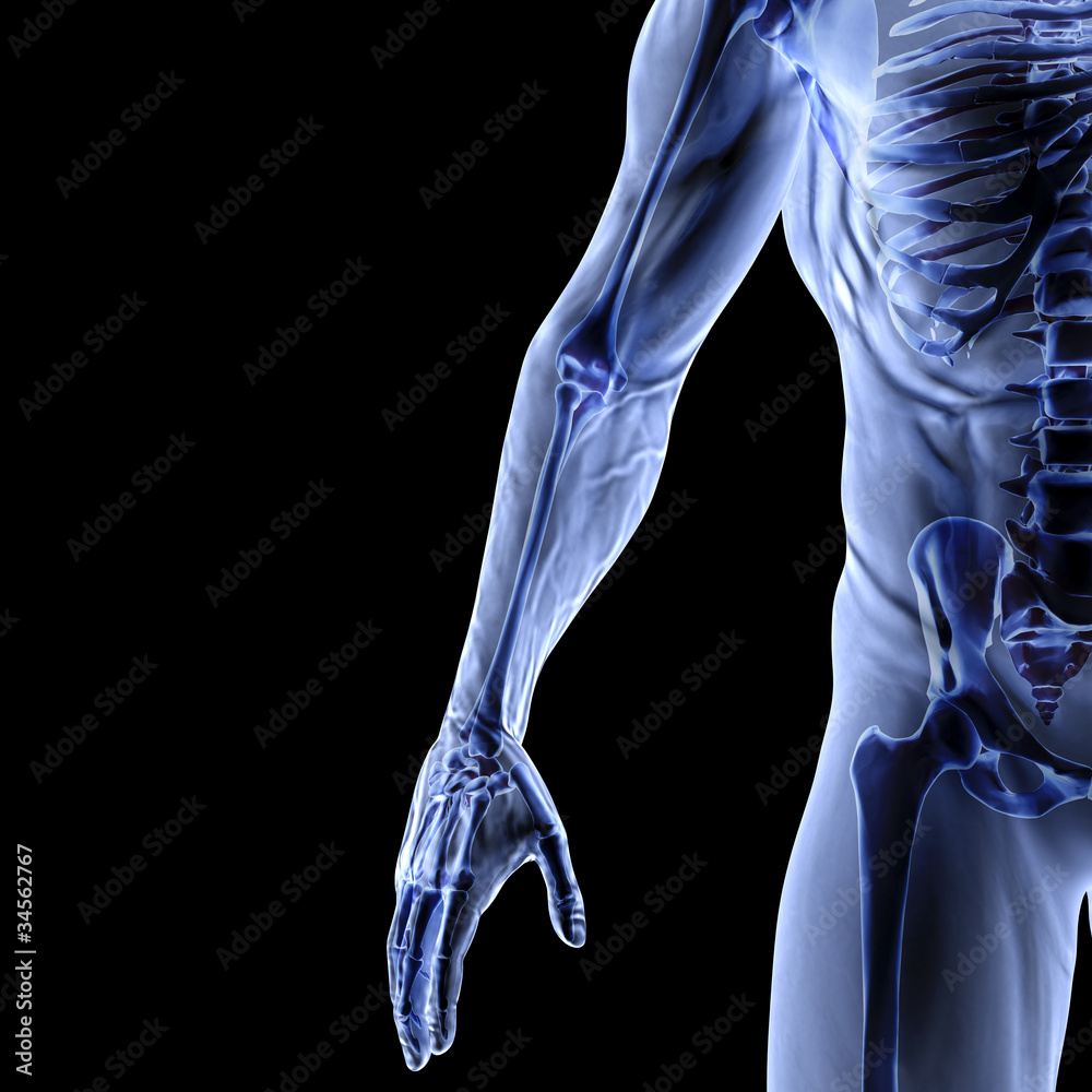 arm Stock Illustration | Adobe Stock