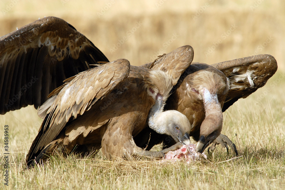 Buitres leonados comiendo foto de Stock | Adobe Stock
