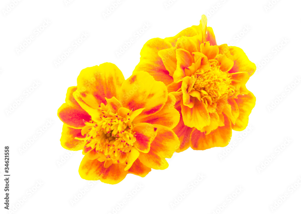 two of the same flower Stock Photo | Adobe Stock