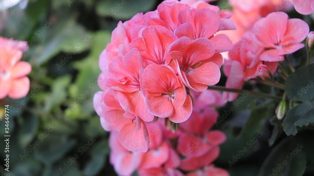 gerani Stock Video | Adobe Stock