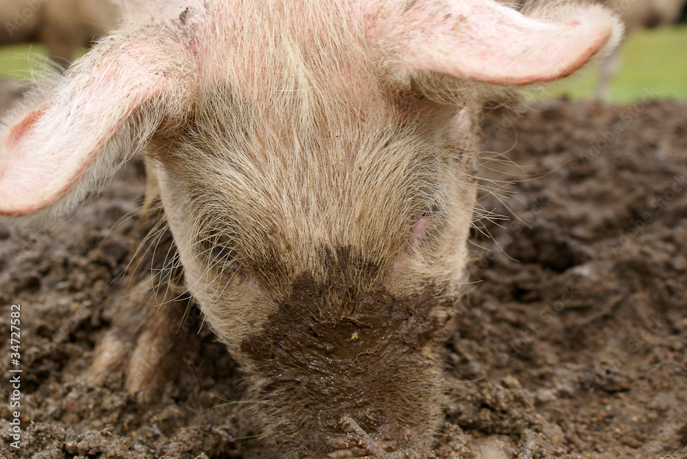 Pig in mud Stock Photo | Adobe Stock