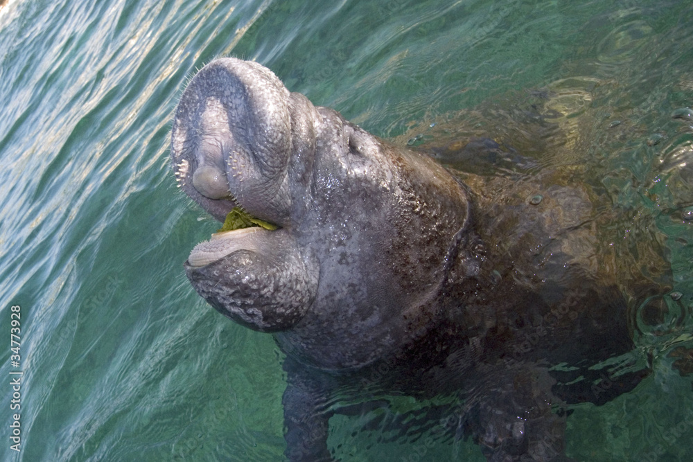 Manatee mouth Stock Photo | Adobe Stock