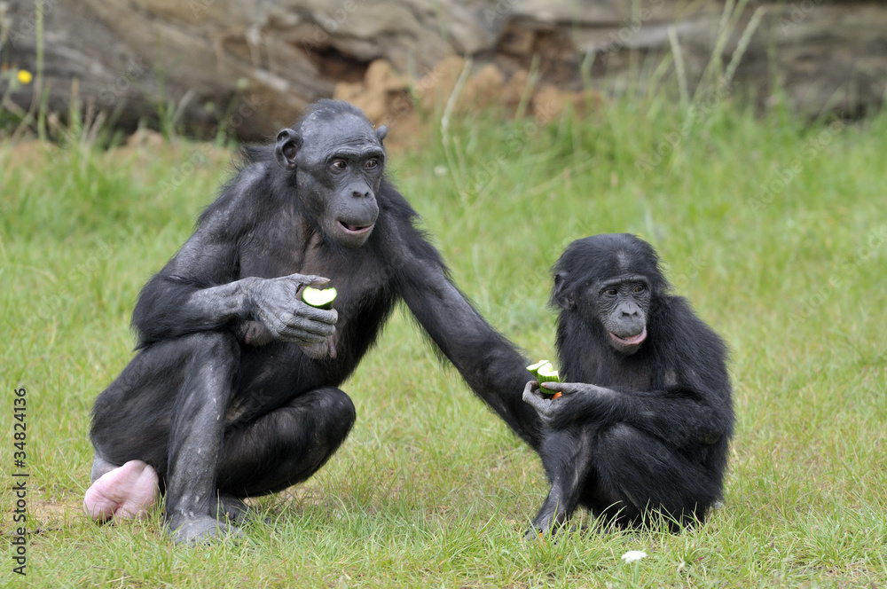 Bonobos Stock Photo | Adobe Stock