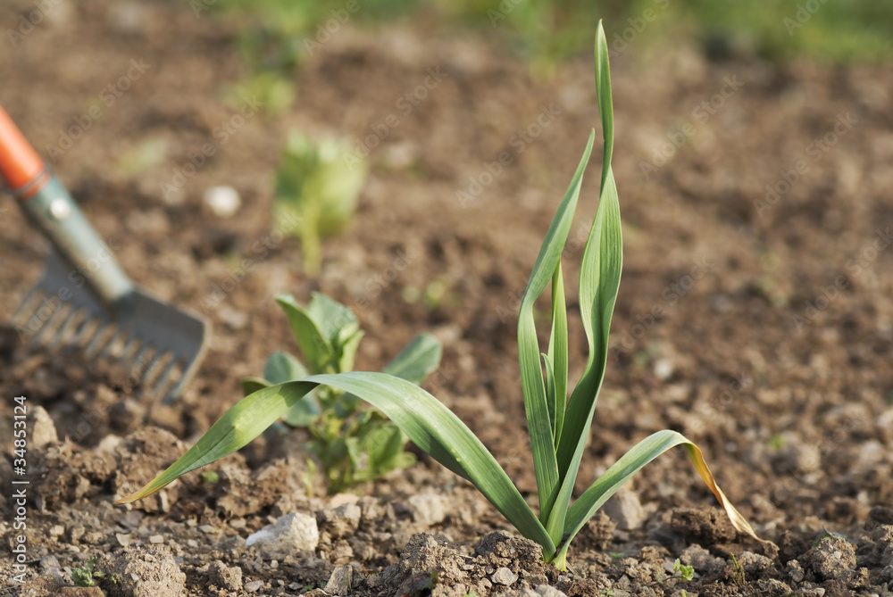Young healthy garlic (Allium sativum) plant. Stock Photo | Adobe Stock