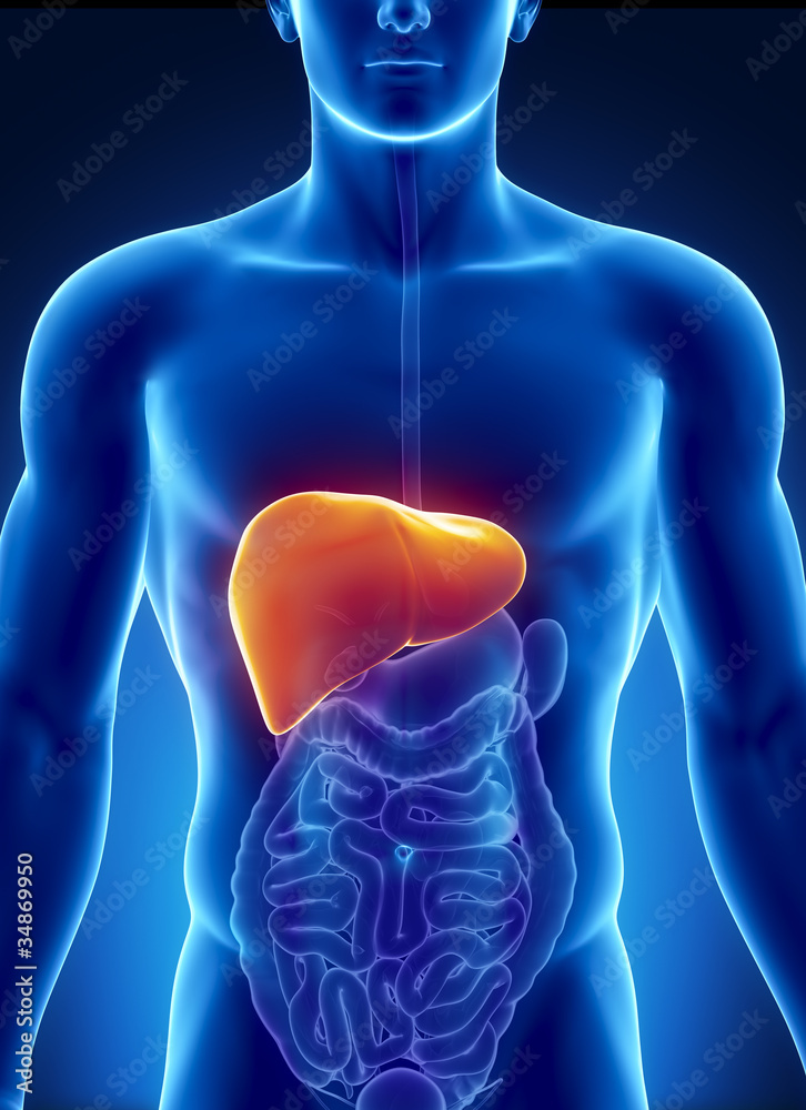 Male liver anatomy with digestive organs Stock Illustration | Adobe Stock