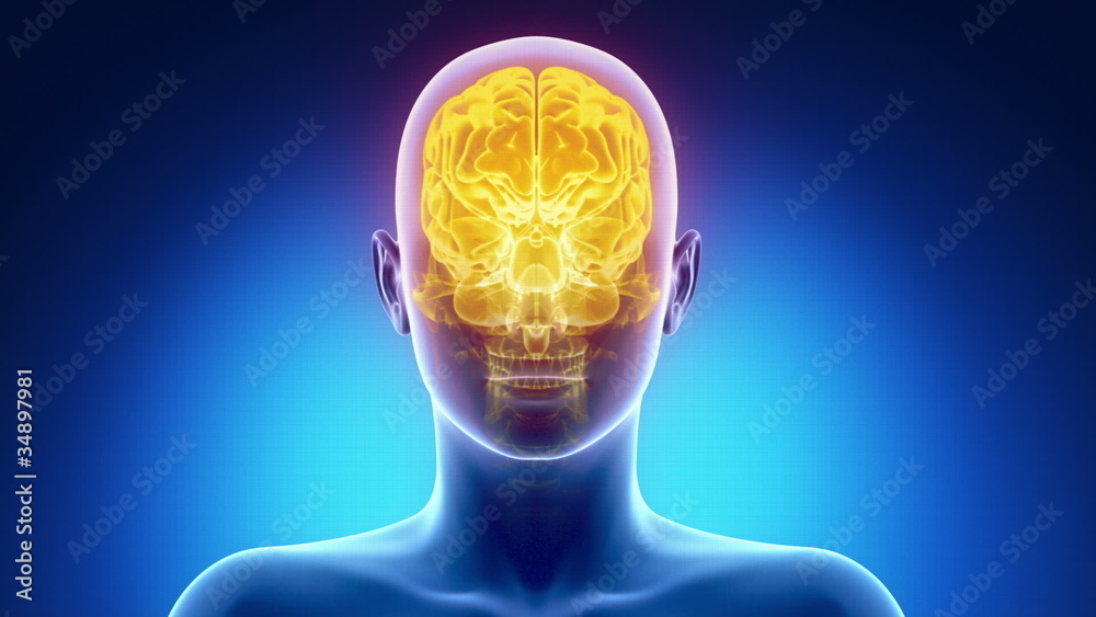 Female scan BRAIN anatomy in blue x-ray loop Stock Video | Adobe Stock