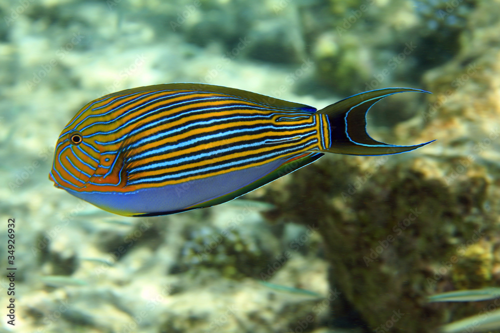 Doktorfisch, Surgeonfish Stock-Foto | Adobe Stock