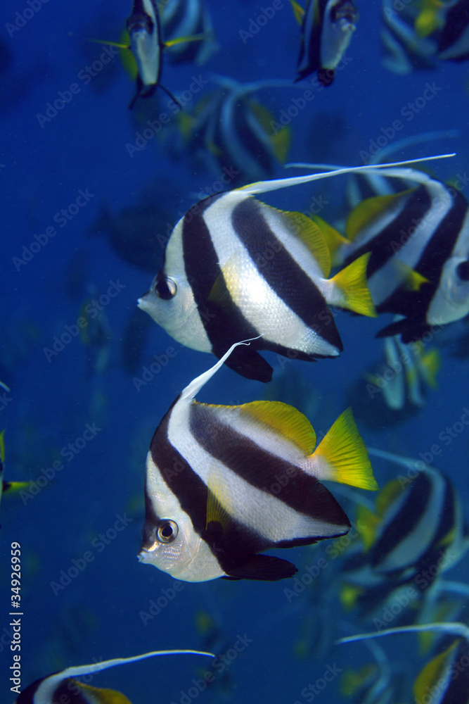 Wimpelfische, Longfin Bannerfish Stock-Foto | Adobe Stock