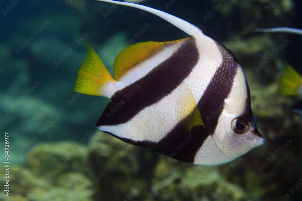 Wimpelfisch, Bannerfish Stock-Foto | Adobe Stock