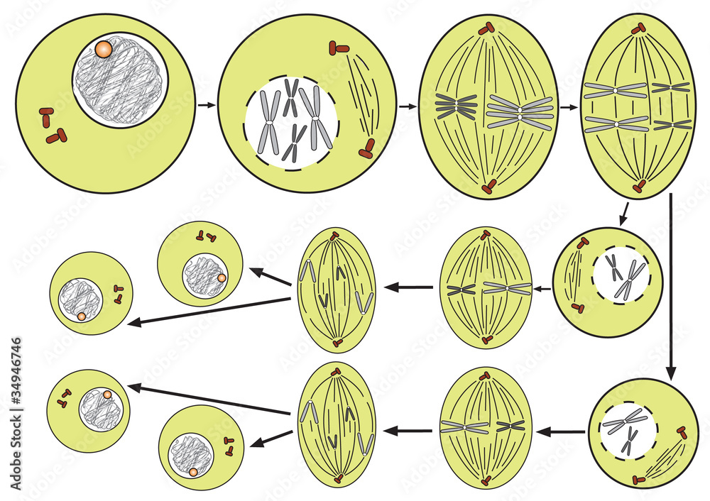Vetor De Meiosis cell Division simple Scheme Do Stock Adobe Stock
