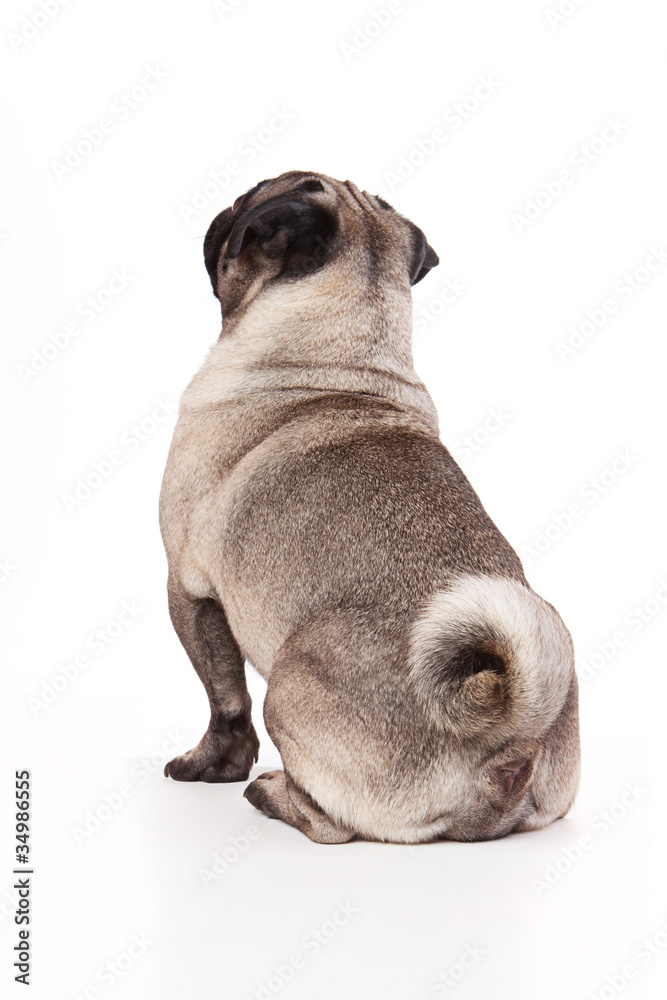 Sitzender Mops von hinten Stock-Foto | Adobe Stock