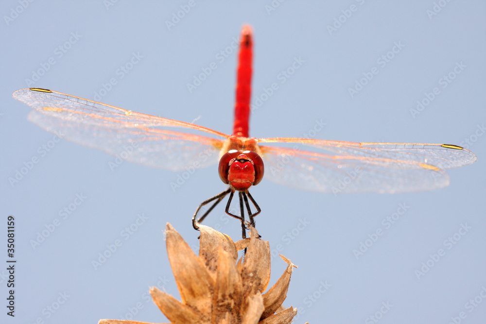 beautiful red dragonfly, nature and wildlife photo Stock Photo | Adobe ...