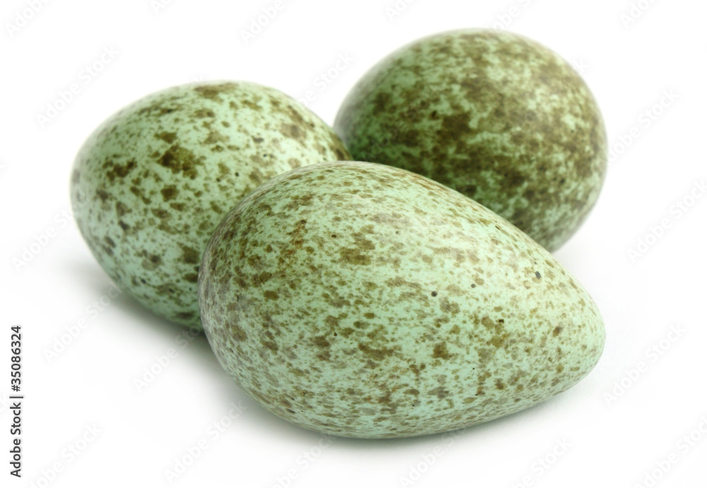 Crow Egg