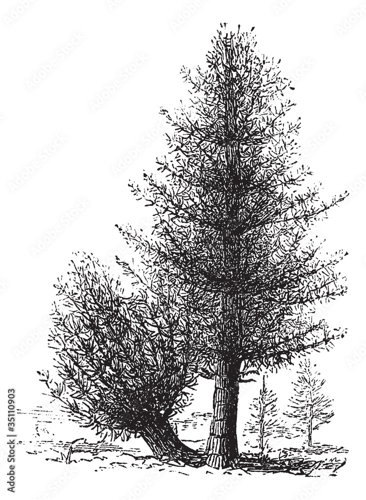 Calamus and Rattan vintage engraving Stock Vector | Adobe Stock