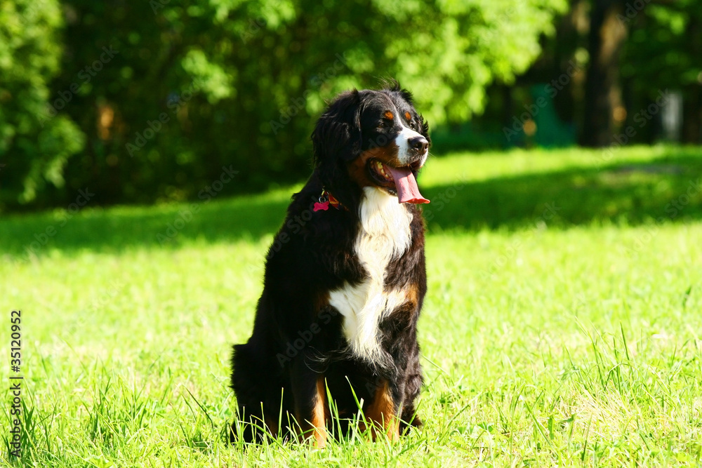 Bernese mountain dog (Berner Sennenhund) on nature Stock Photo | Adobe ...